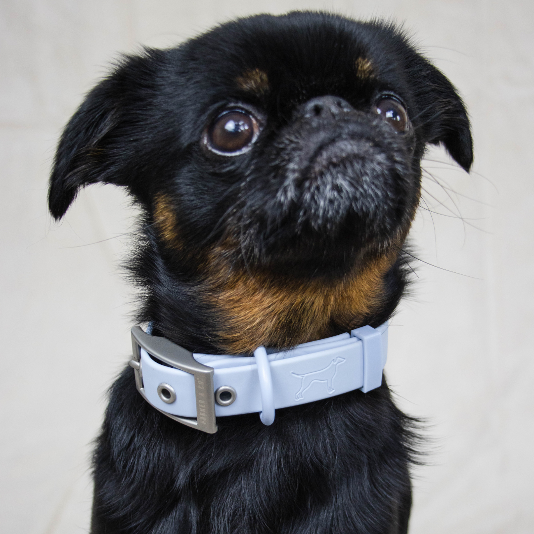 Solace Waterproof Dog Collar – Parker & Co.